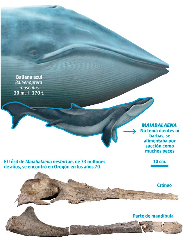 Descubren en Oregón a la madre de todas las ballenas | El Correo