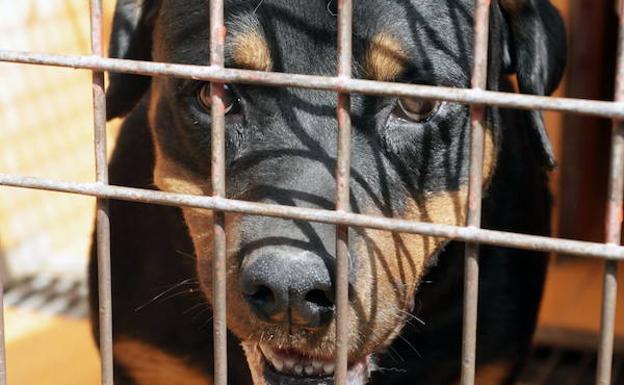 Muere el anciano de 81 años que fue atacado por tres rottweiler en Madrid | El Correo