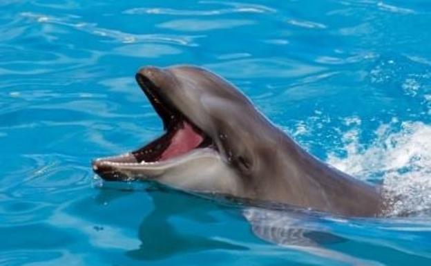 3. Animales Híbridos