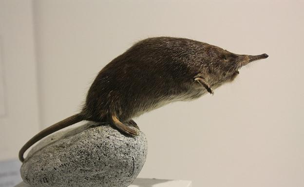 Ocho animales amenazados que ayudan a entender España | El Correo