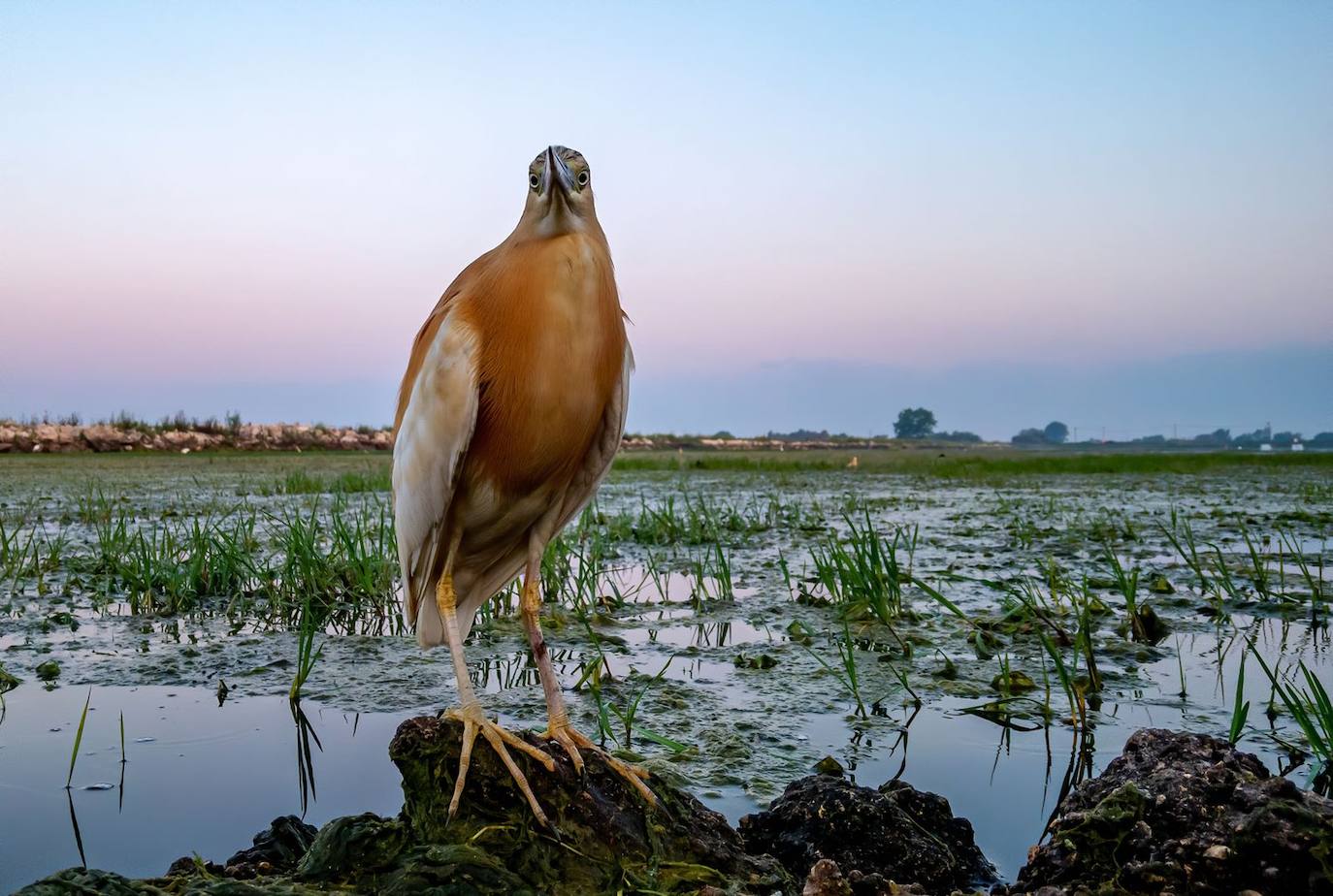 Fotos: Las fotografías de aves silvestres más espectaculares | El Correo