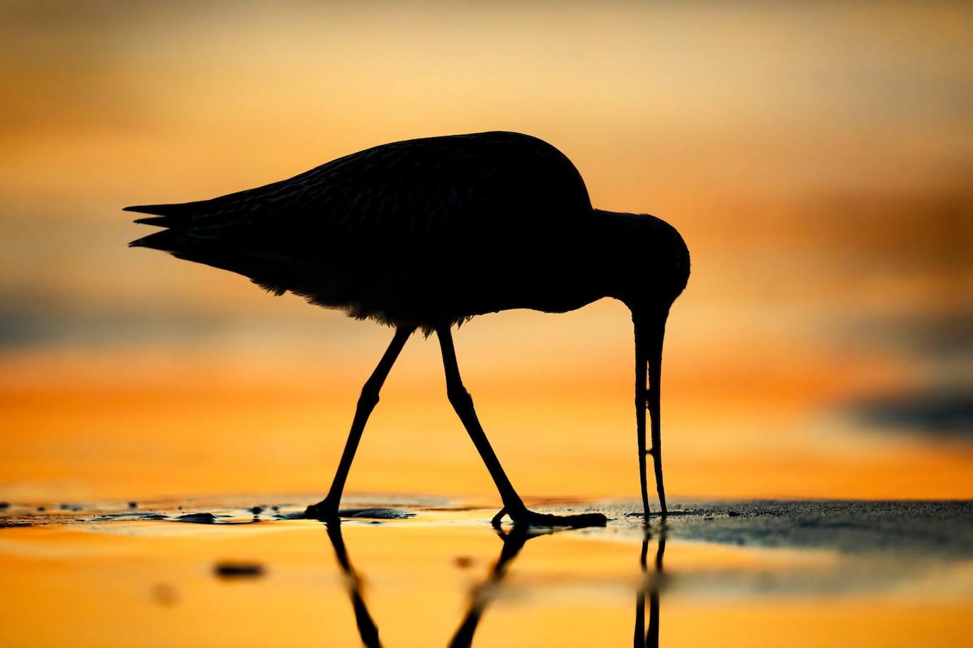 Fotos: Las fotografías de aves silvestres más espectaculares | El Correo