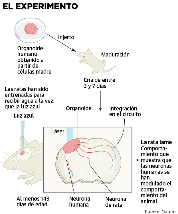 Insertan 'minicerebros' humanos en ratas para investigar enfermedades ...