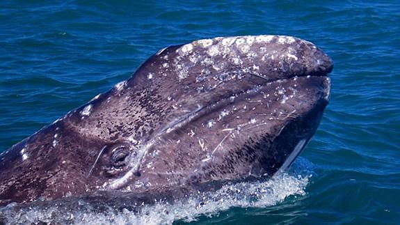 Una ballena gris bate el récord de migración entre mamíferos | El Correo